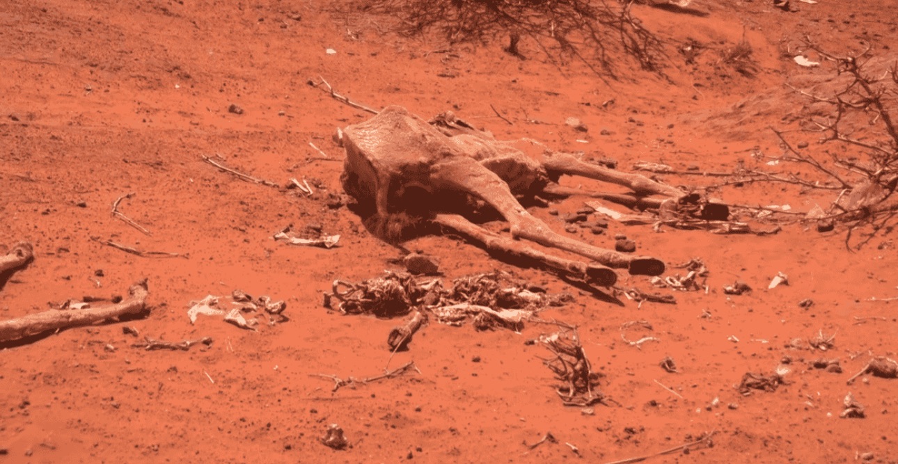 Drought Tightens Its Grip on Mandera as Water Sources Run Dry - RACIDA